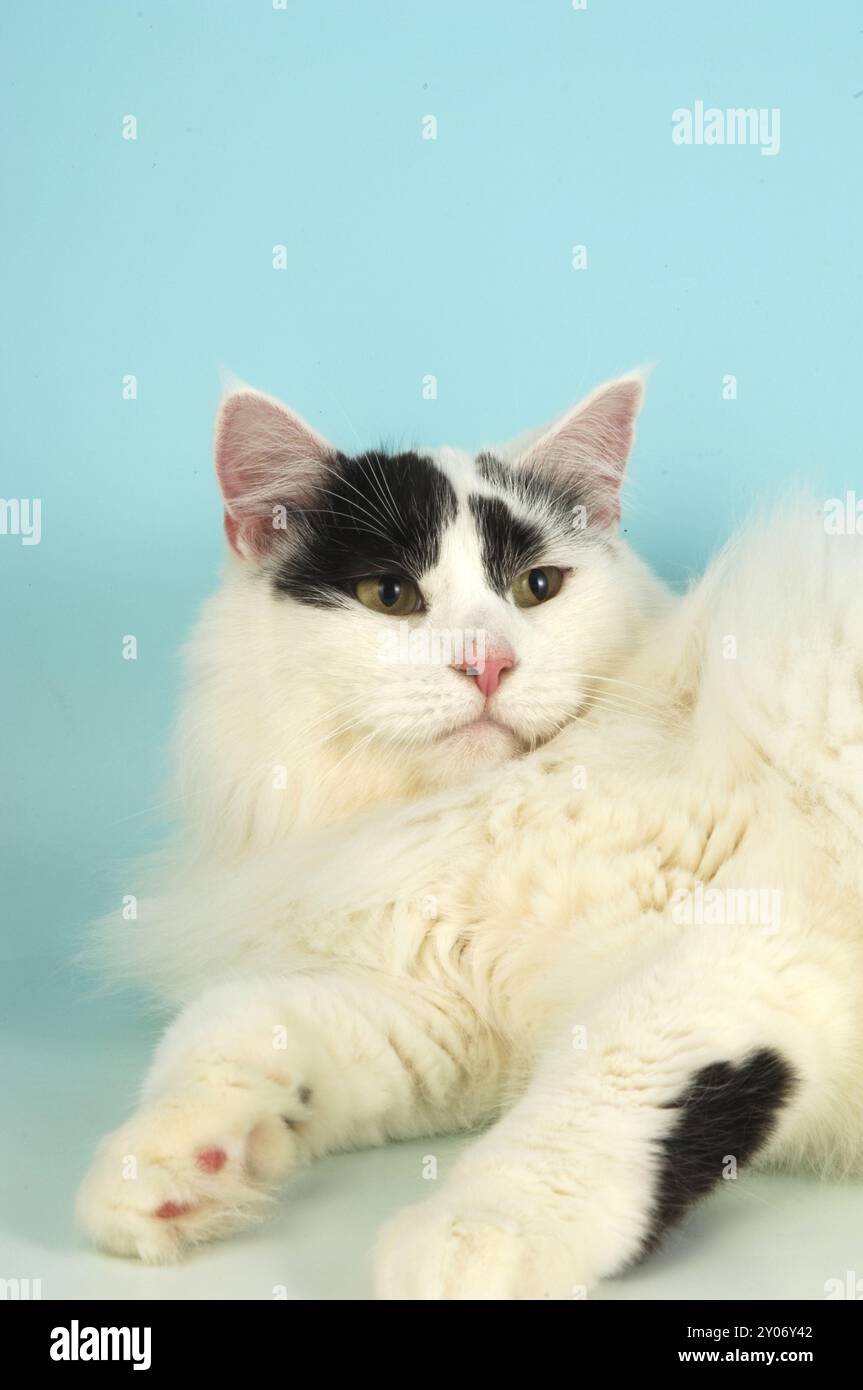 Russian blue cat books hi-res stock photography and images - Alamy