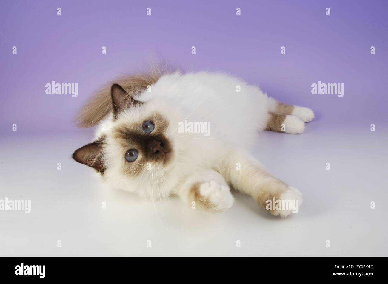 Chocolate Point Birman Kitten on a Lilac Background Stock Photo - Alamy