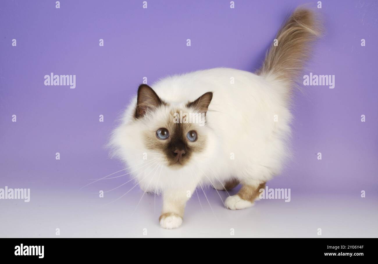 Chocolate Point Birman Kitten on a Lilac Background Stock Photo - Alamy