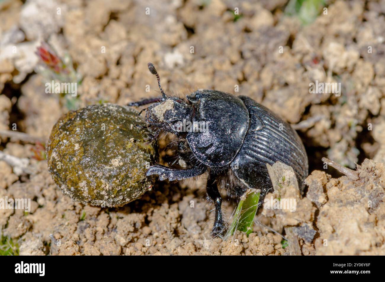 Female Minotaur Beetle (Typhaeus typhoeus) rolling Rabbit dung into ...