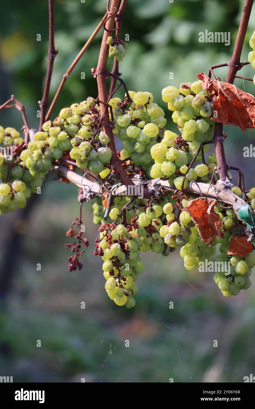 dried Grapes on a Vine Stock Photo - Alamy