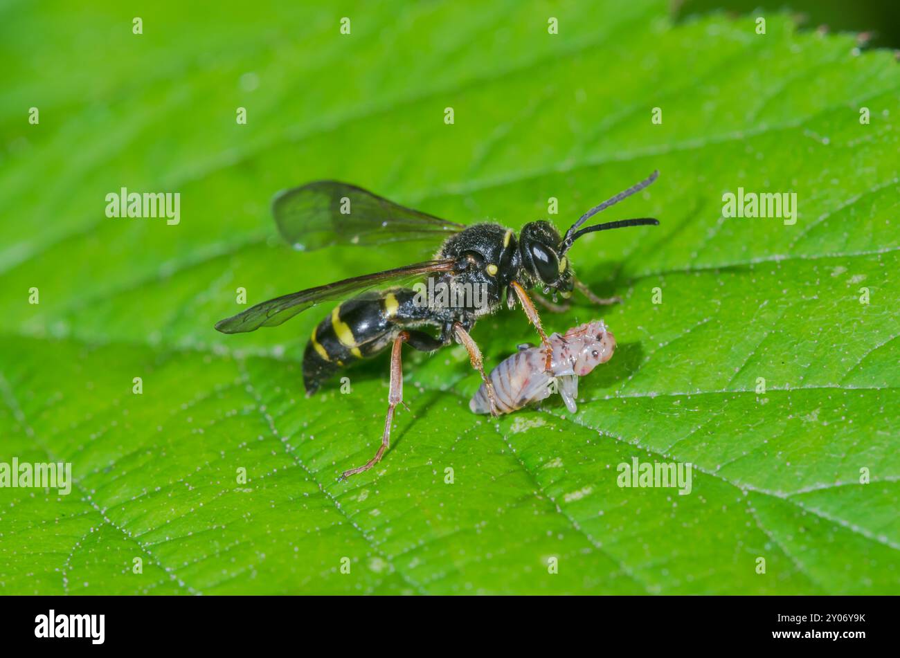 Female Solitary Wasp with Frog hopper nymph prey (Argogorytes mystaceus ...