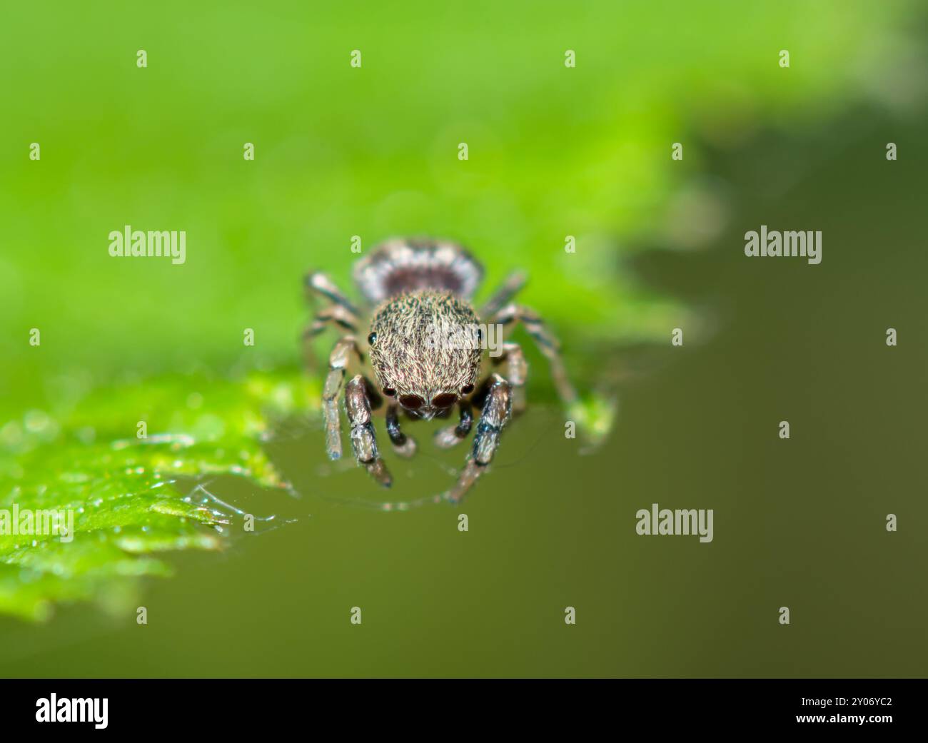 Oak Jumping Spider (Ballus chalybeius) considering jumping. Salticidae ...