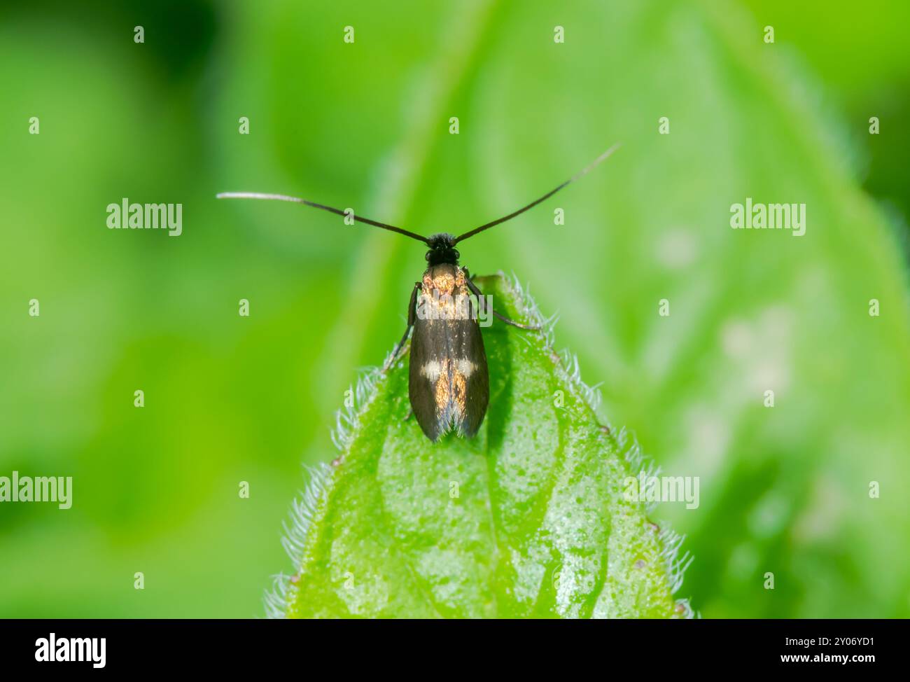 Little Long horn Longhorn Moth (Adela (Cauchas) fibulella). Adelidae ...