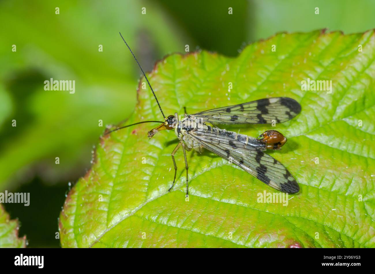 Mecoptera Panorpidae