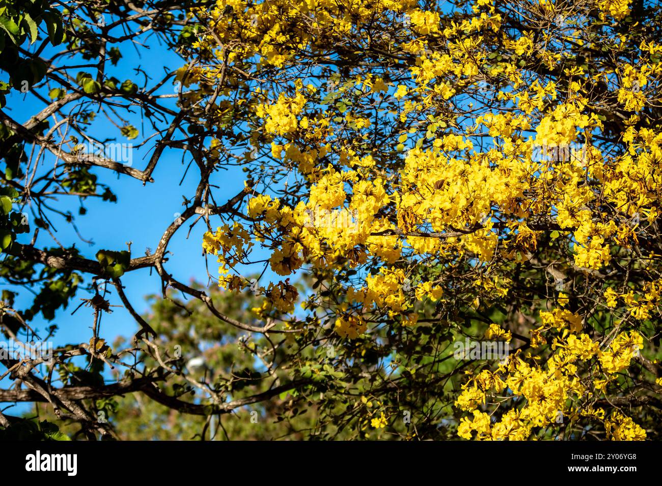 Golden trumpet tree, aka Yellow Ipe. Tabebuia Alba tree, Handroanthus ...
