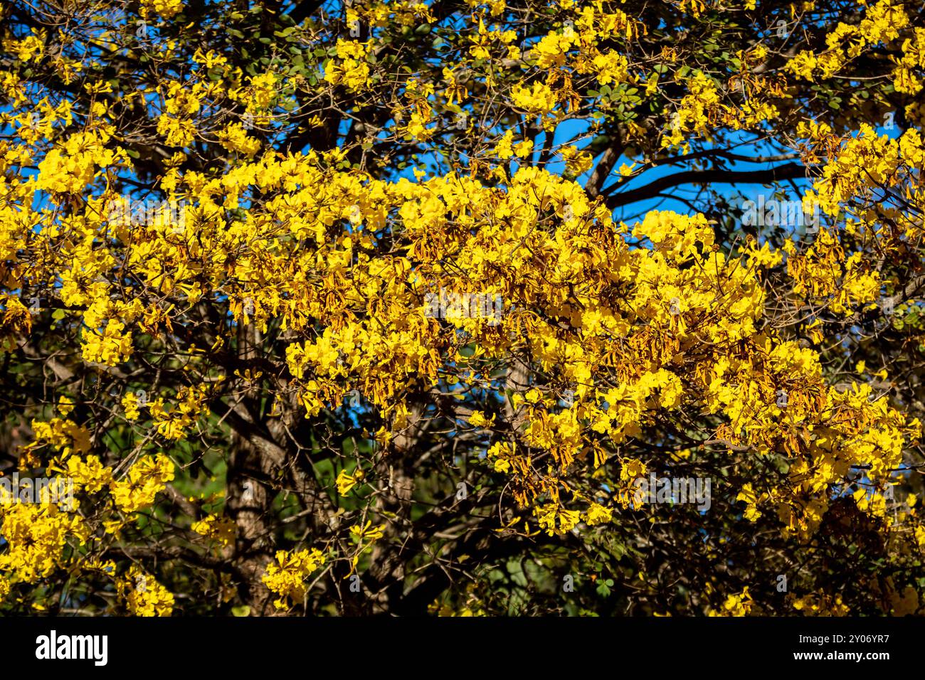 Golden trumpet tree, aka Yellow Ipe. Tabebuia Alba tree, Handroanthus ...