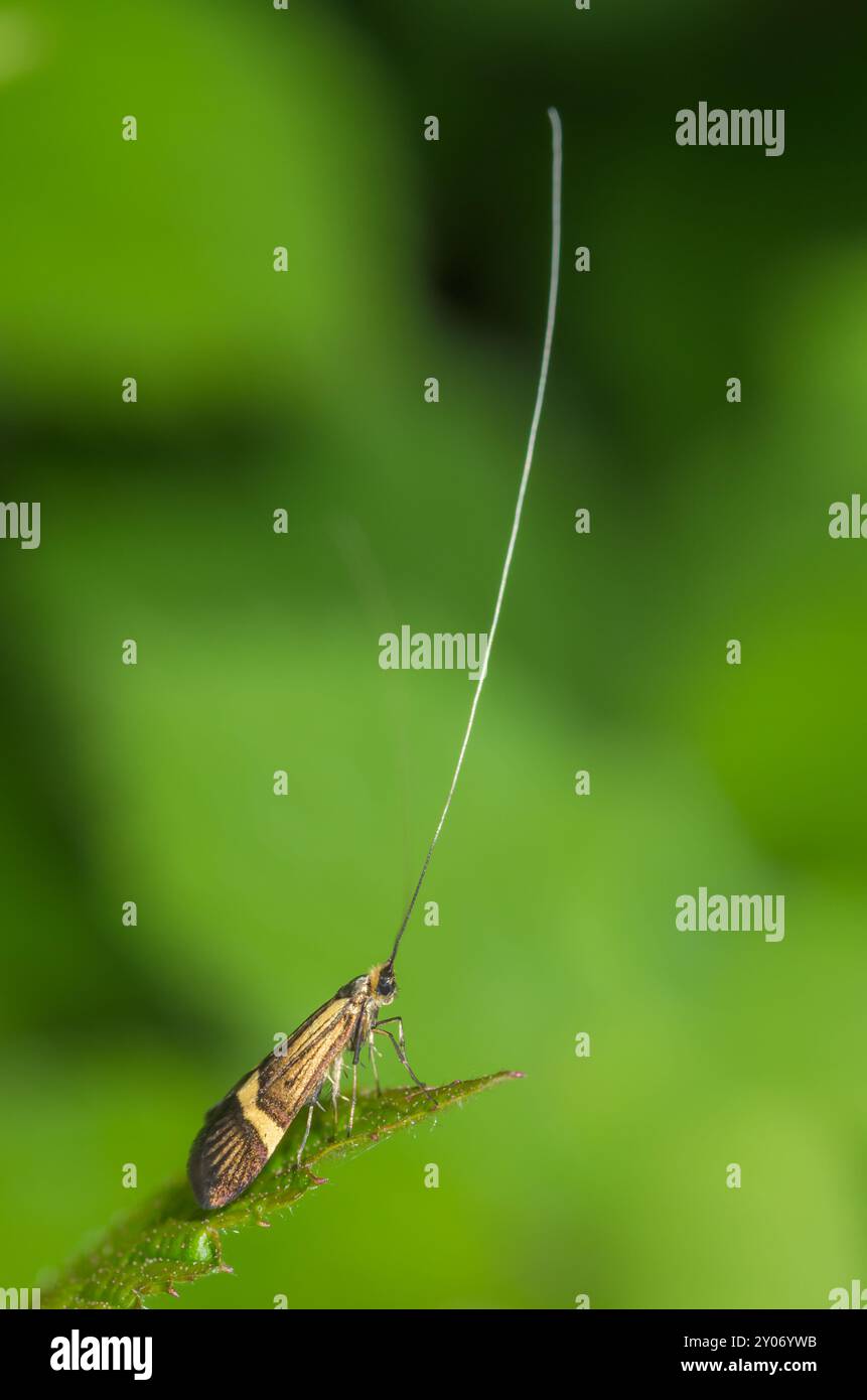 Male yellow barred longhorn moth hi-res stock photography and images ...