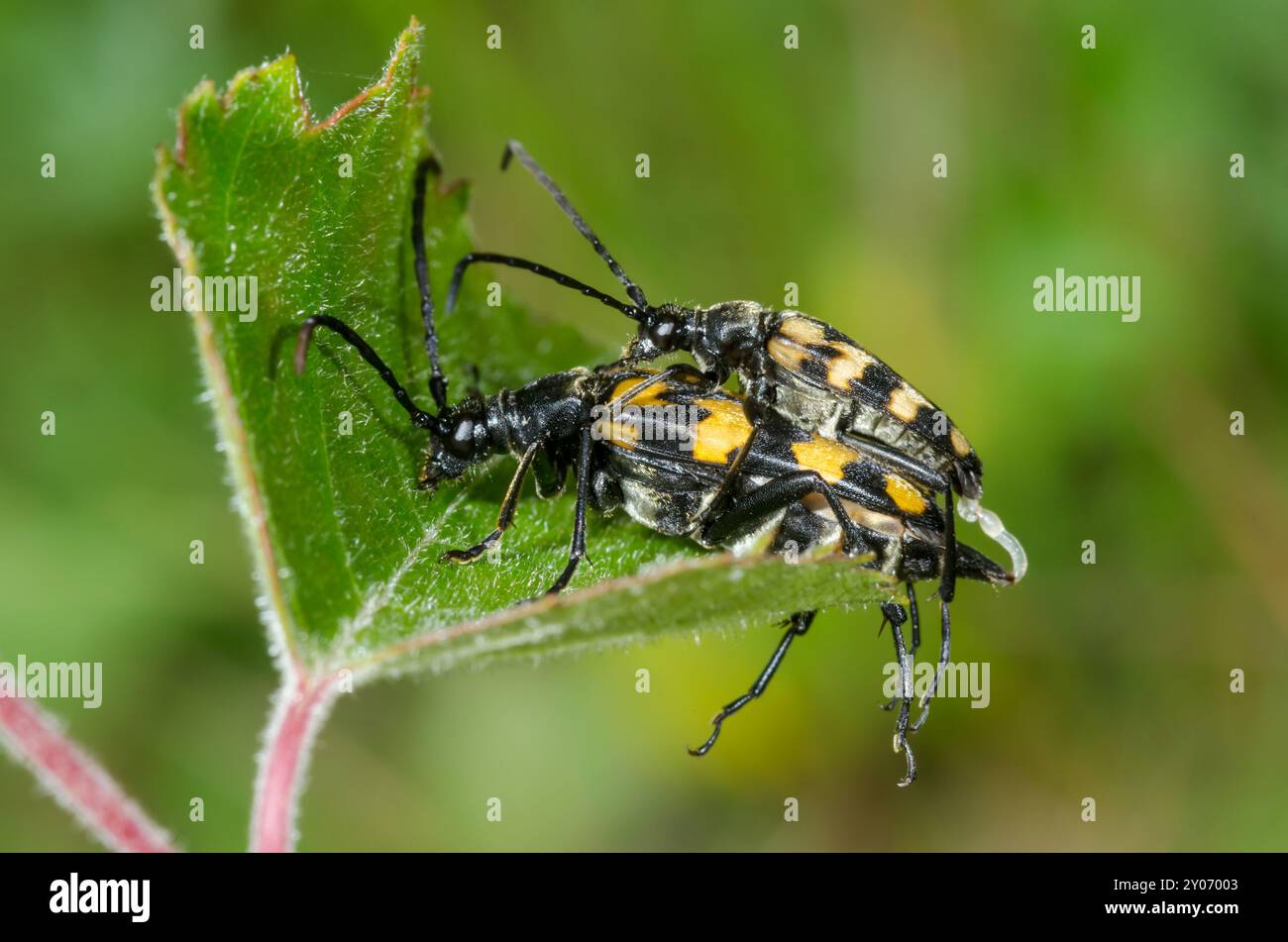 Mating Four banded Longhorn Beetles (Leptura quadrifasciata ...