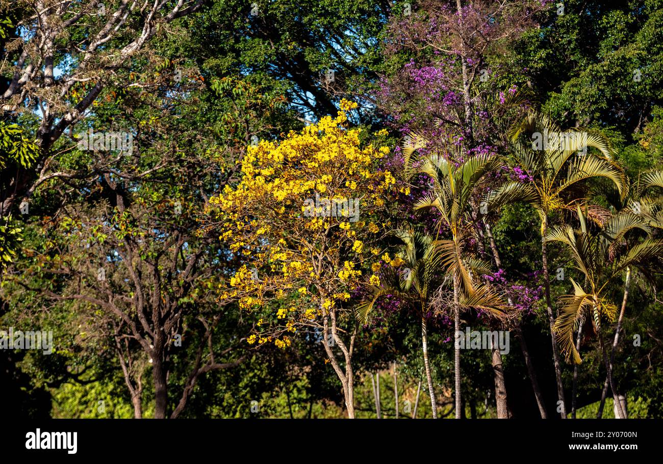 Golden trumpet tree, aka Yellow Ipe. Tabebuia Alba tree, Handroanthus ...