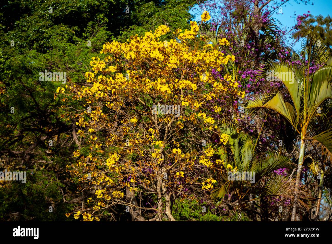 Golden trumpet tree, aka Yellow Ipe. Tabebuia Alba tree, Handroanthus ...
