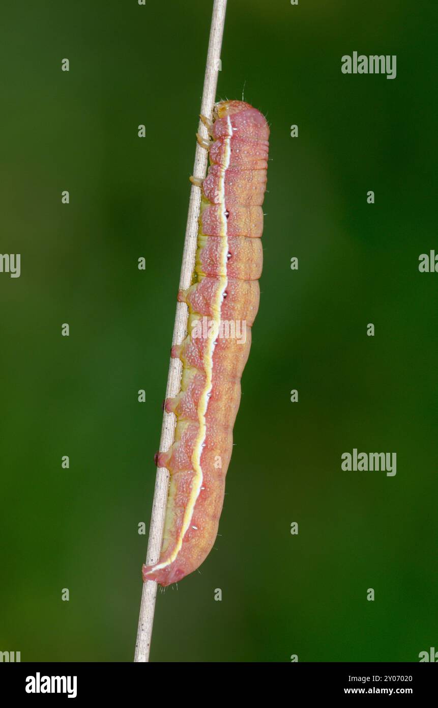 Unidentified Reddish Orange Noctuid Caterpillar, Noctuidae. Sussex, UK ...