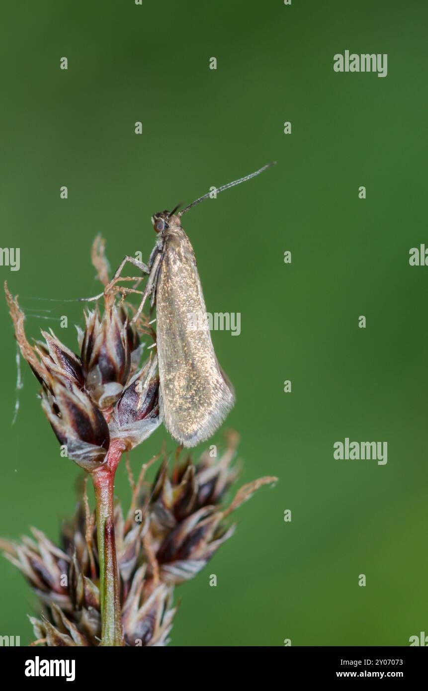 Plain fanner hi-res stock photography and images - Alamy