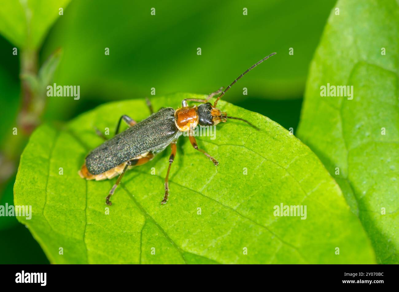 Soldier Beetle (Cantharis nigricans), Cantharidae. Sussex, UK Stock Photo - Alamy