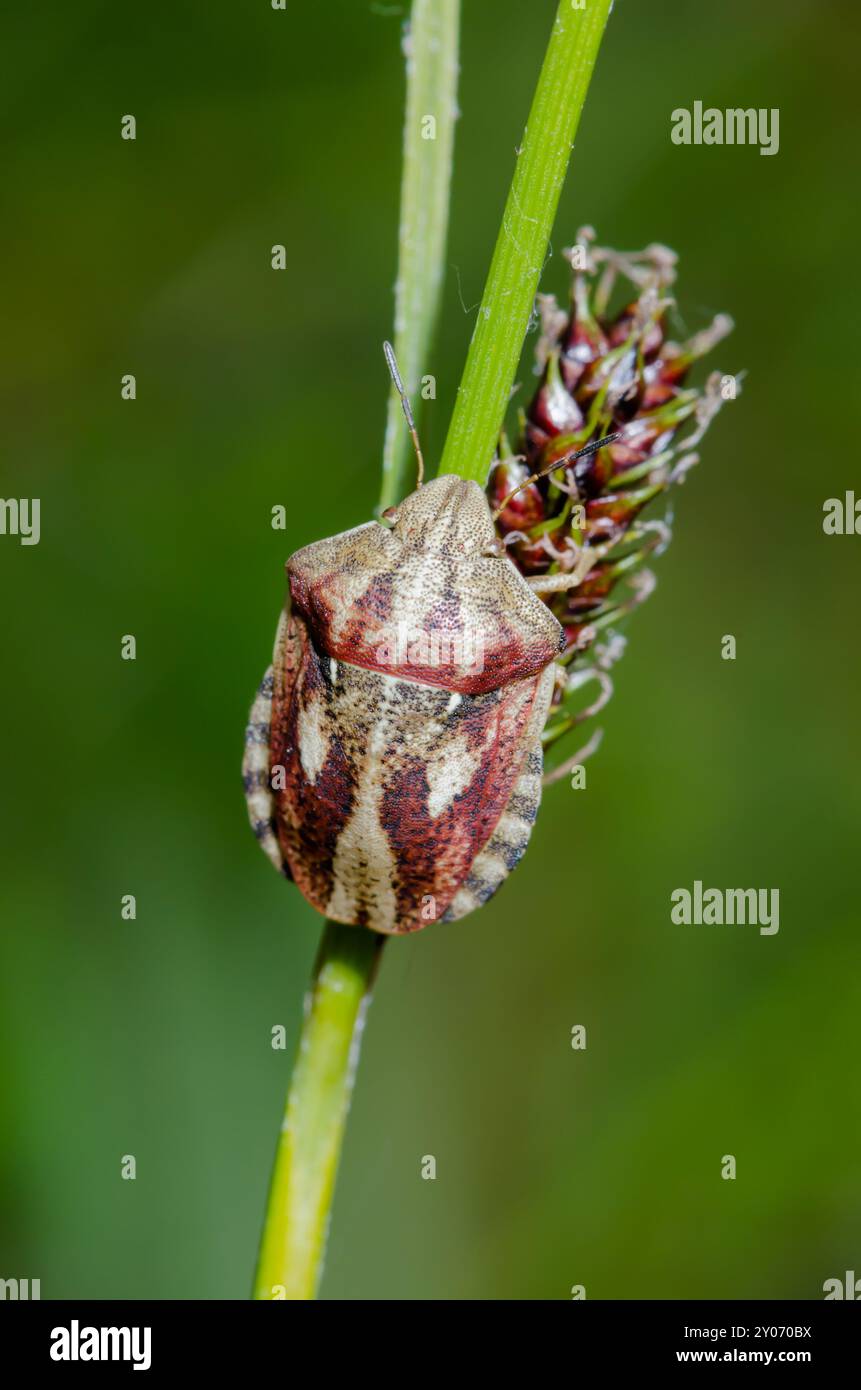 Tortoise shieldbug eurygaster testudinaria hi-res stock photography and ...