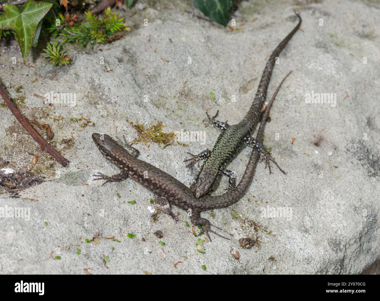 Common Wall Lizards mating (Podarcis muralis), Lacertidae. Sussex, UK ...