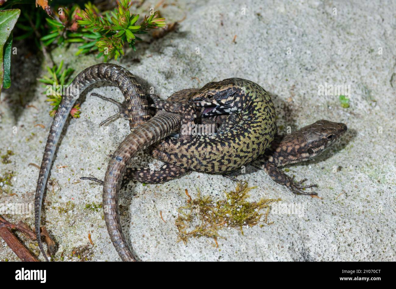 Common Wall Lizards mating 2 of 2 (Podarcis muralis), Lacertidae ...