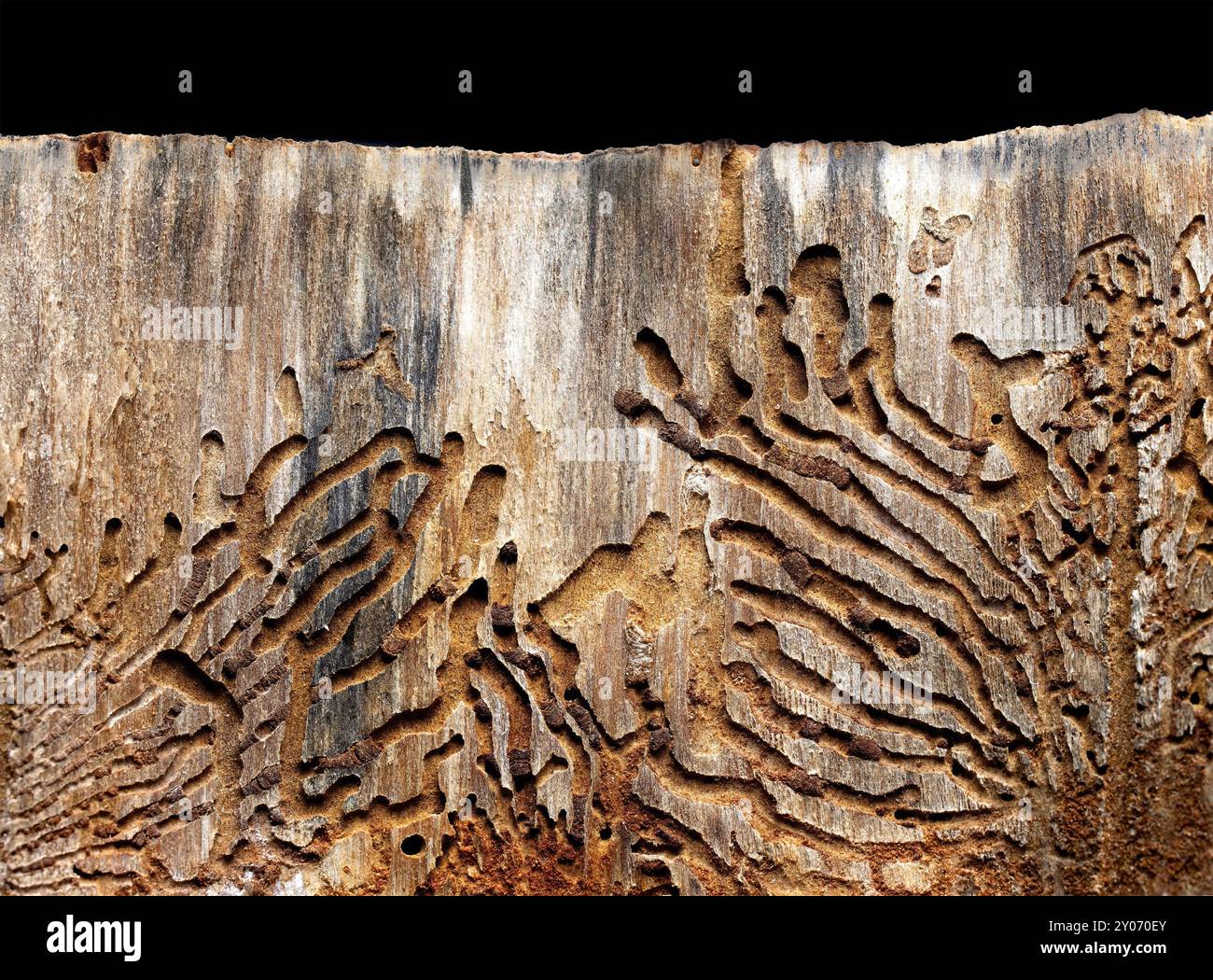 tunnels produced in the wood of a tree trunk by the bark beetles of ...