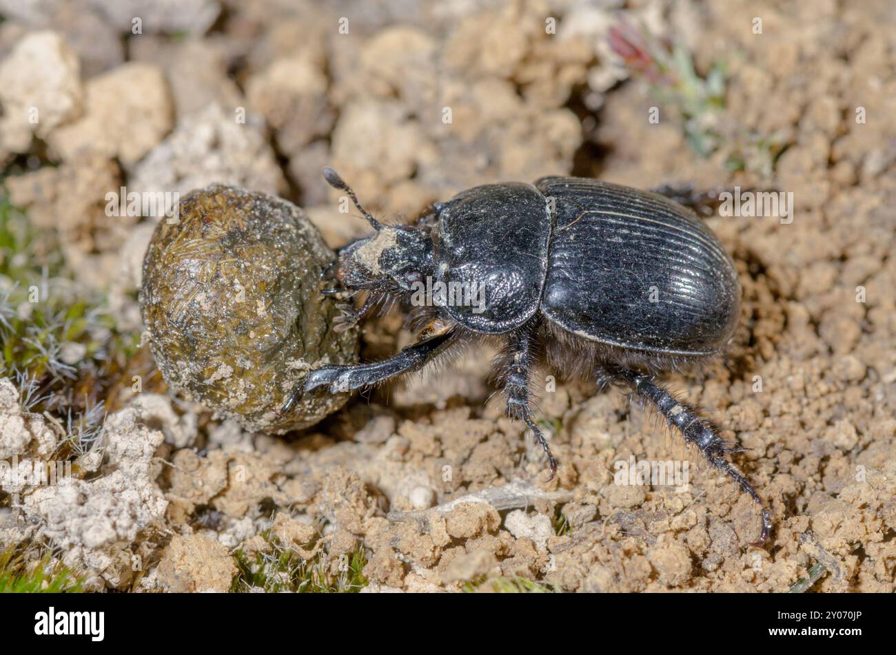 Female Minotaur Beetle (Typhaeus typhoeus) rolling Rabbit dung ...