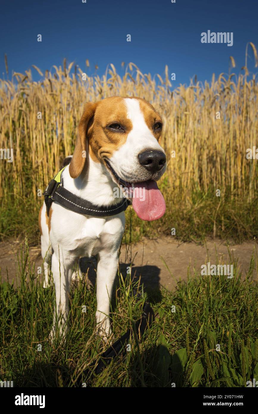 Dog in the fields in summer. Beagle dog on a walk in sun with tongue ...