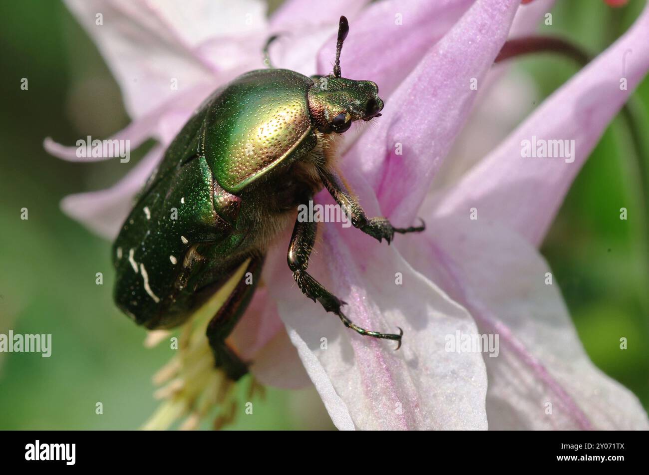 Shiny golden rose beetle Stock Photo - Alamy