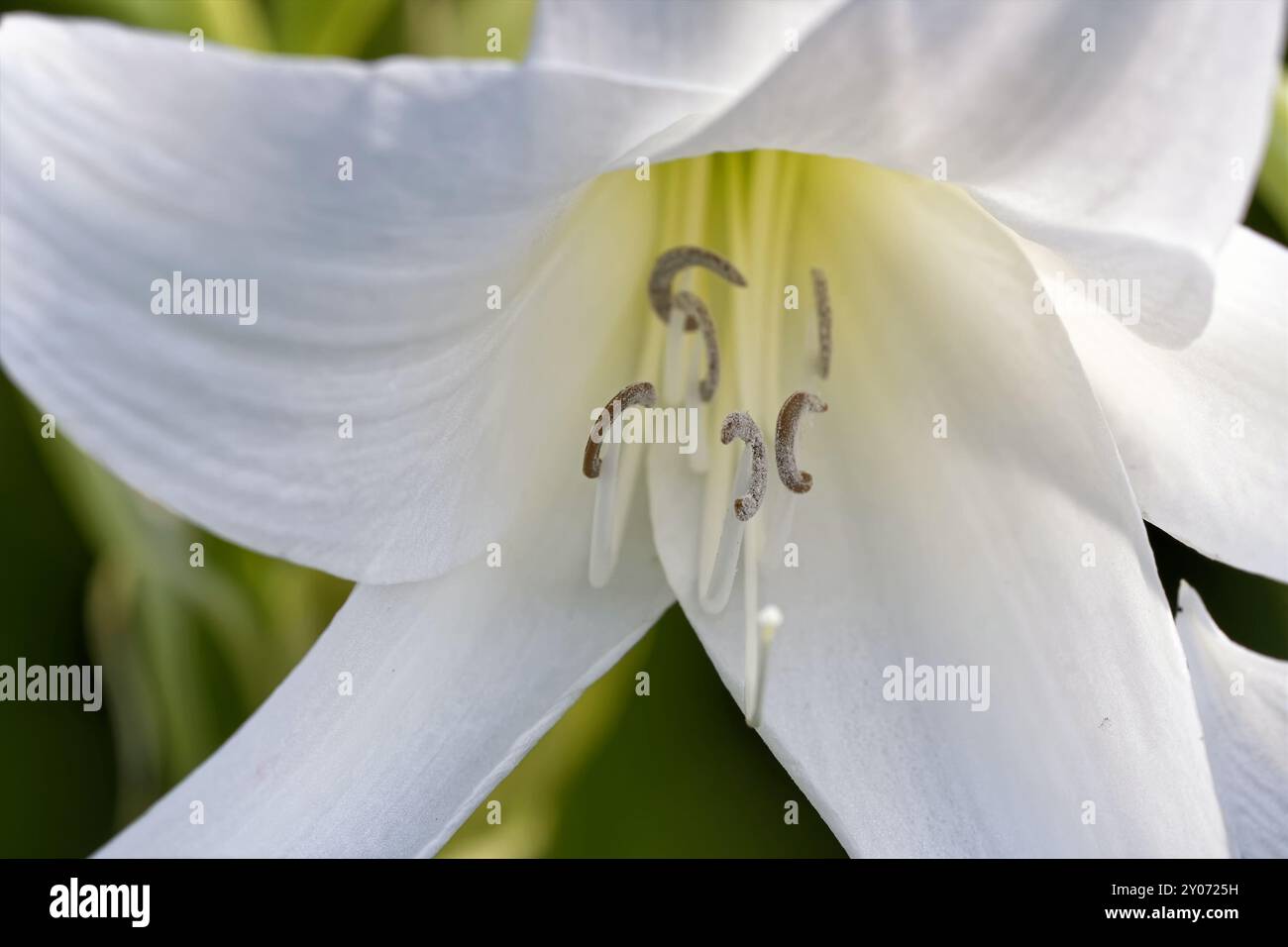 Hook lilies hi-res stock photography and images - Alamy