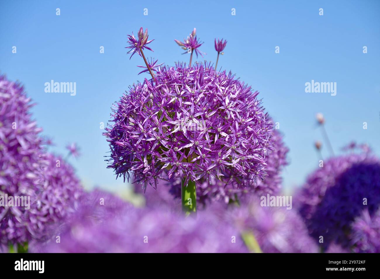 Giant leek (Allium) purple 'Globemaster', Netherlands Stock Photo - Alamy