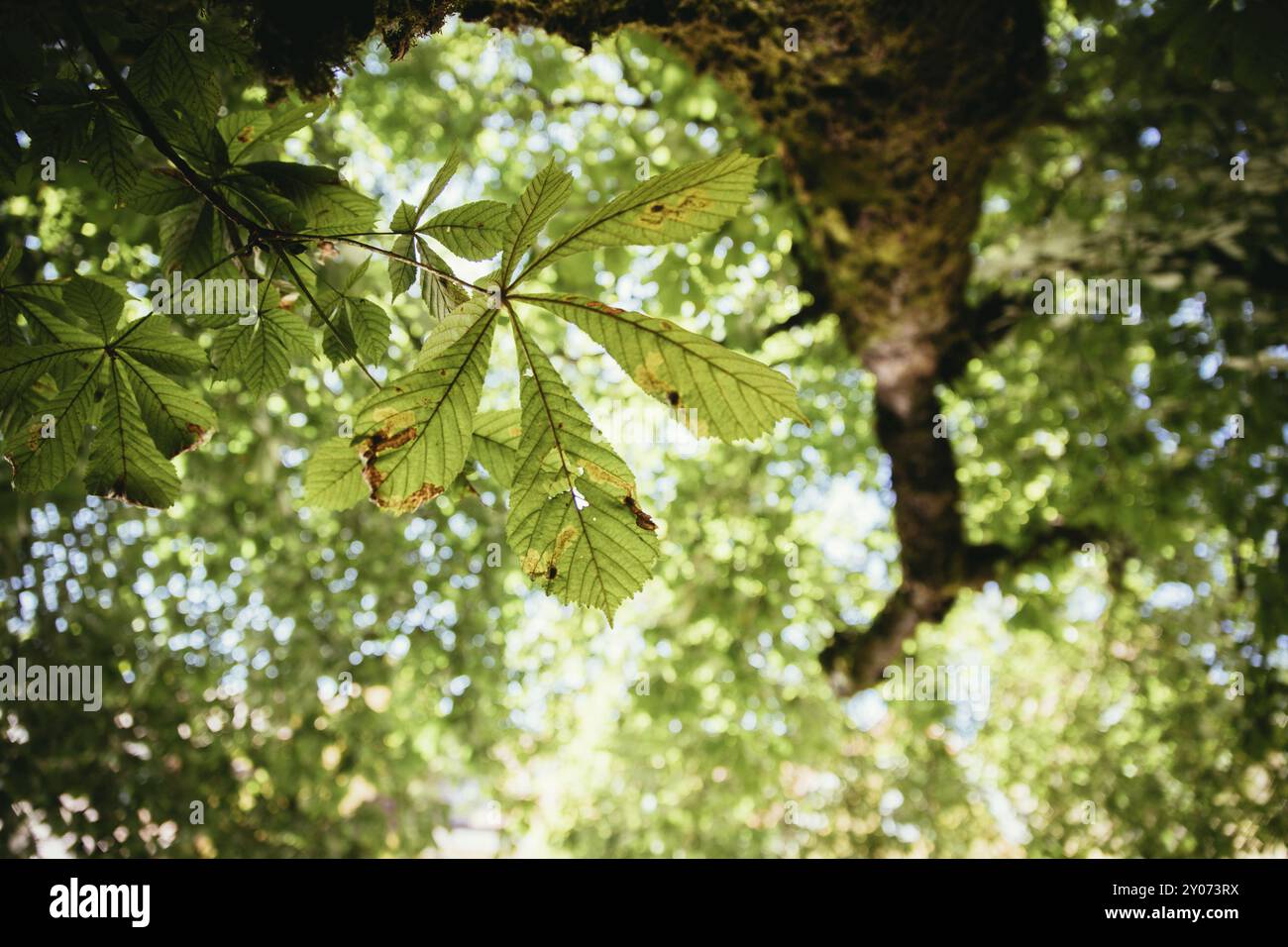 Leaf of a chestnut, tree trunk, blurry Stock Photo - Alamy