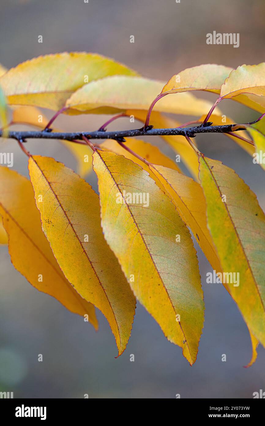 Autumnal coloured tree leaves in different colours Stock Photo - Alamy