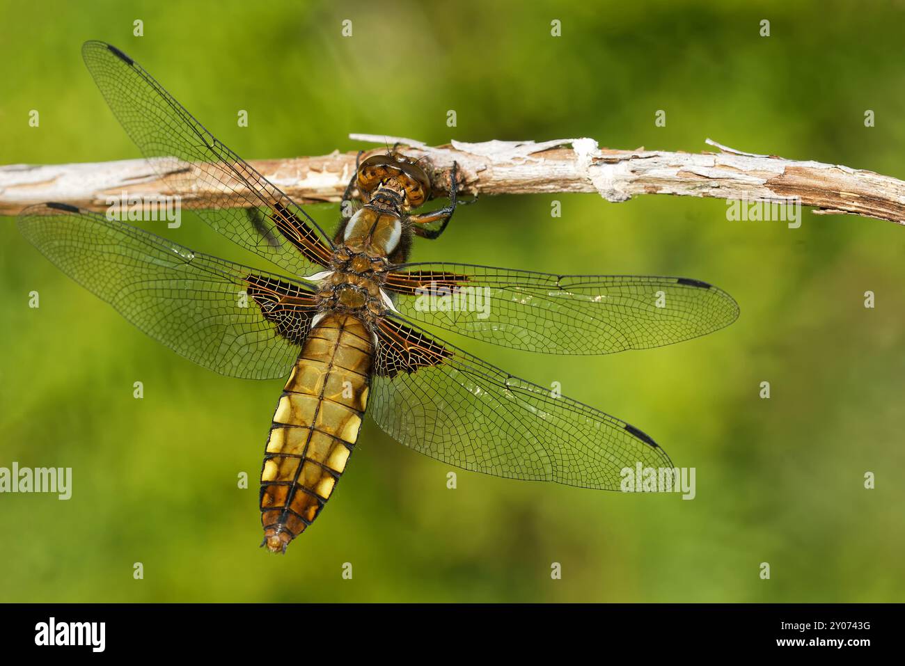 Flat-bellied dragonfly female Stock Photo - Alamy