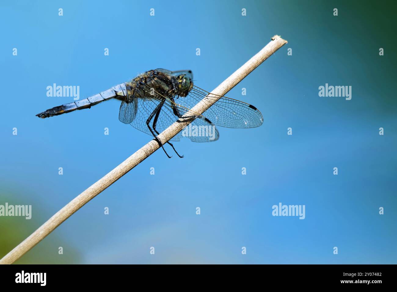 Large blue arrow Stock Photo - Alamy