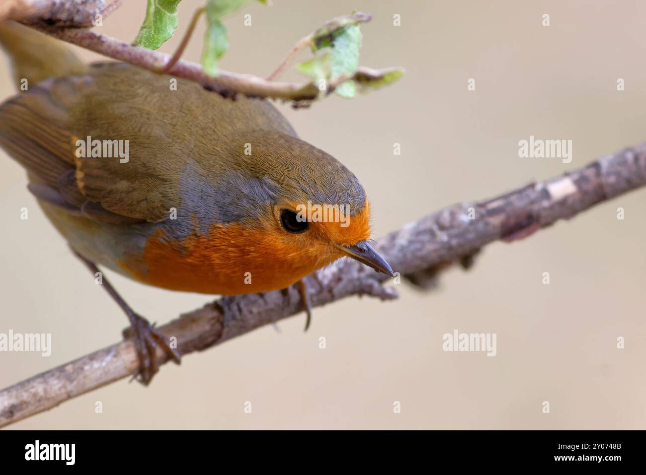 Curious birds of the world hi-res stock photography and images - Alamy