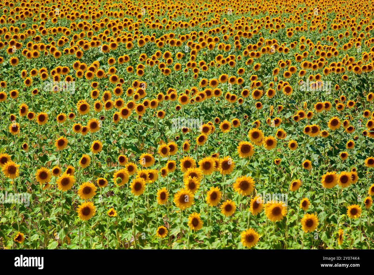 Detailed depictions of flower structures hi-res stock photography and ...