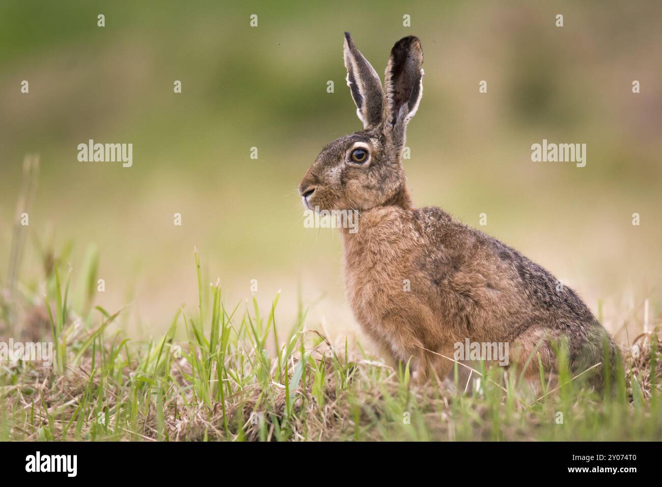 Hare photographs hi-res stock photography and images - Alamy