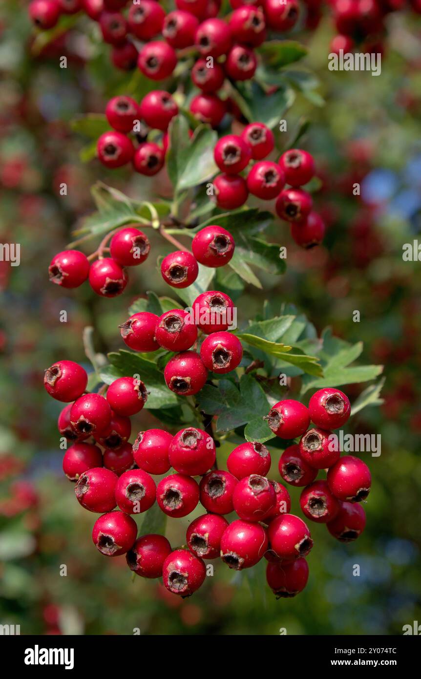 Photographs at the hawthorns hi-res stock photography and images - Alamy