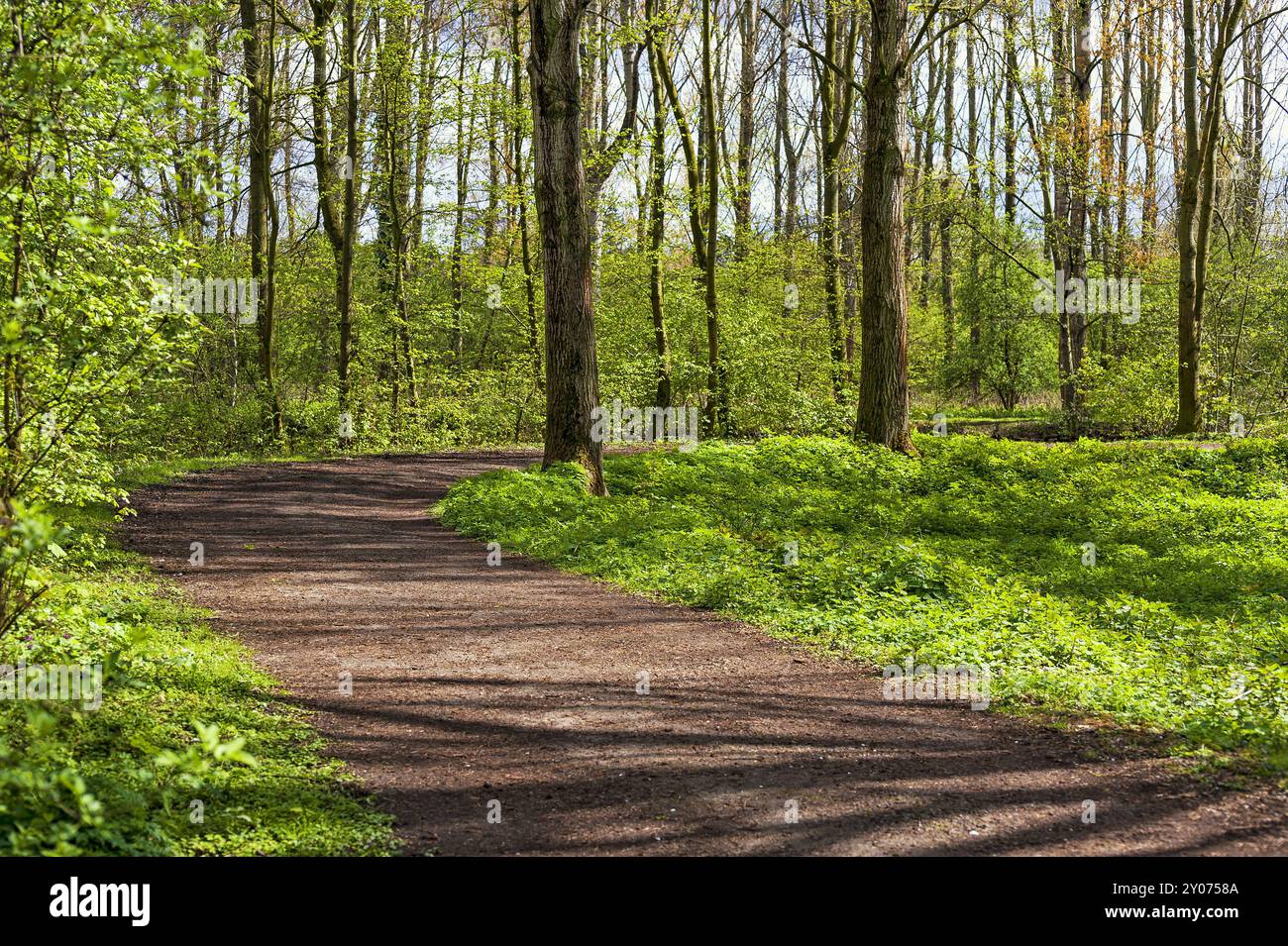 Forest path in spring sunshine Stock Photo - Alamy