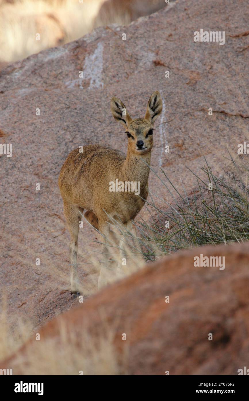 Klipspringer in Namibia Stock Photo - Alamy