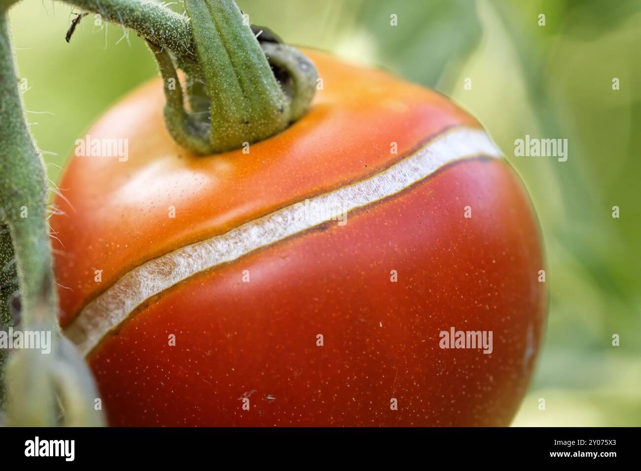 Burst egg hi-res stock photography and images - Alamy