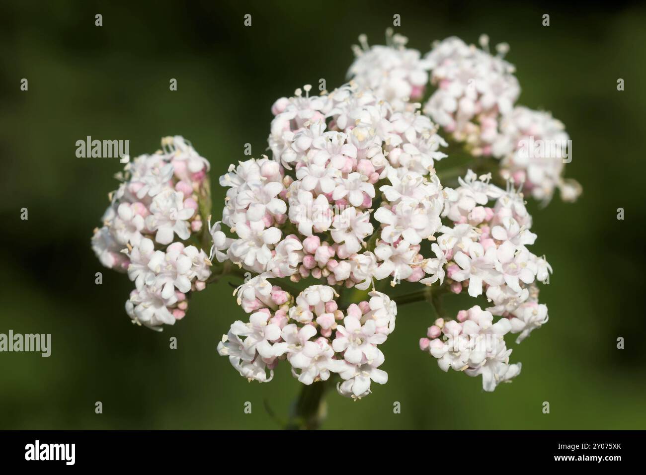 Flower weed arable farmland hi-res stock photography and images - Alamy