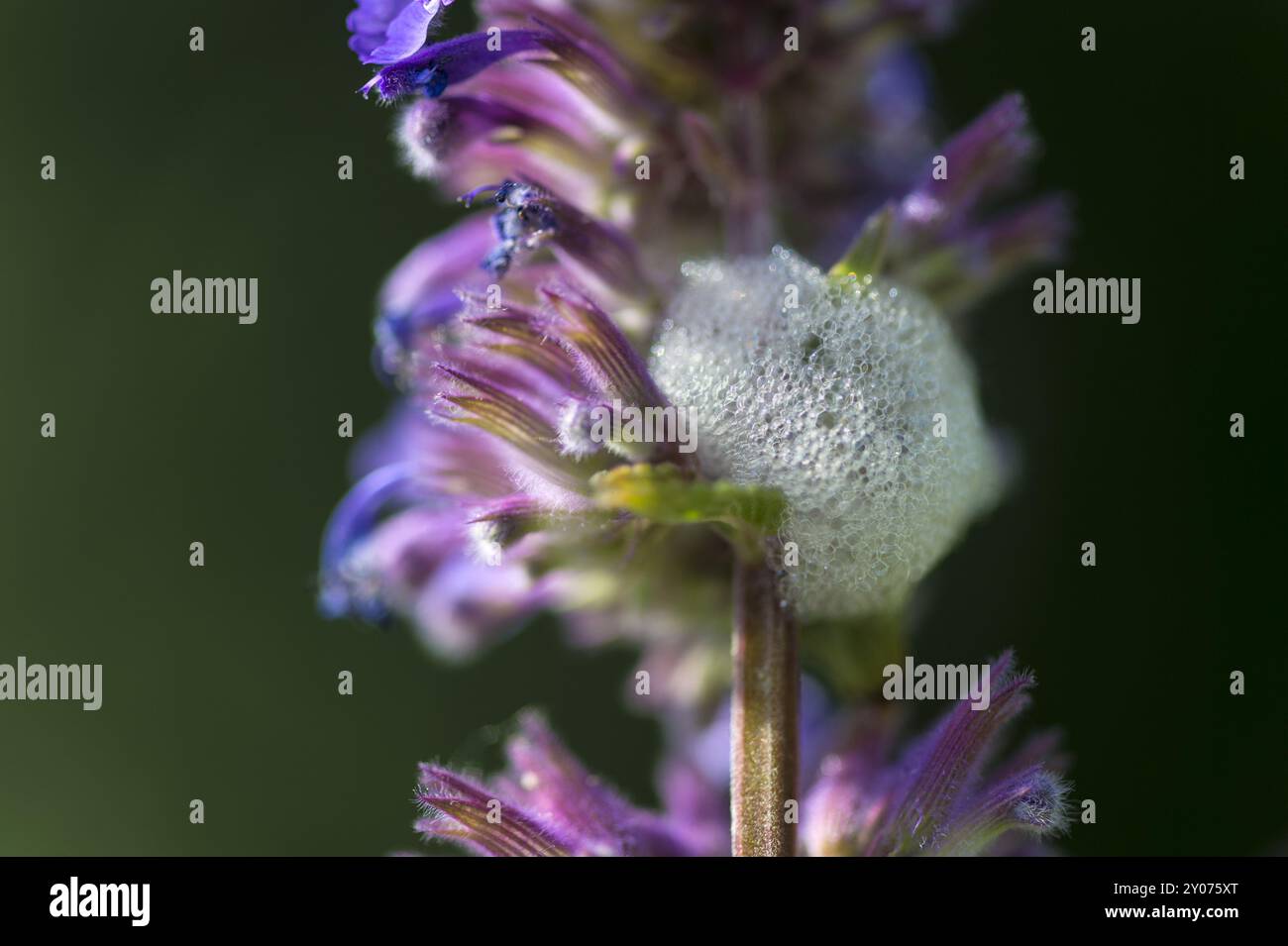 Cocoon of a spittlebugs (Aphrophoridae) in lemon catmint Stock Photo ...