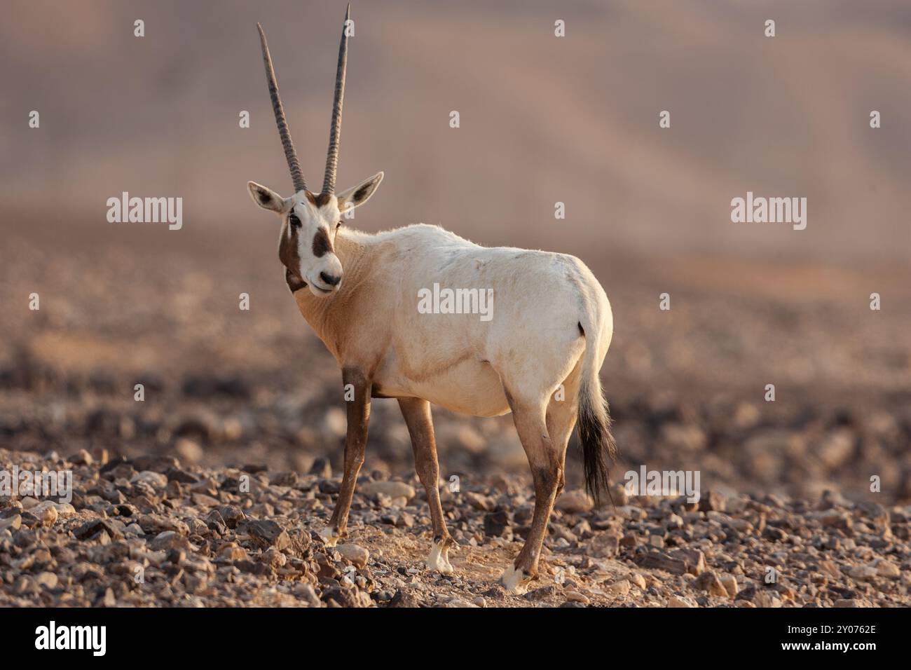 Arabian oryx or white oryx (Oryx leucoryx Stock Photo - Alamy