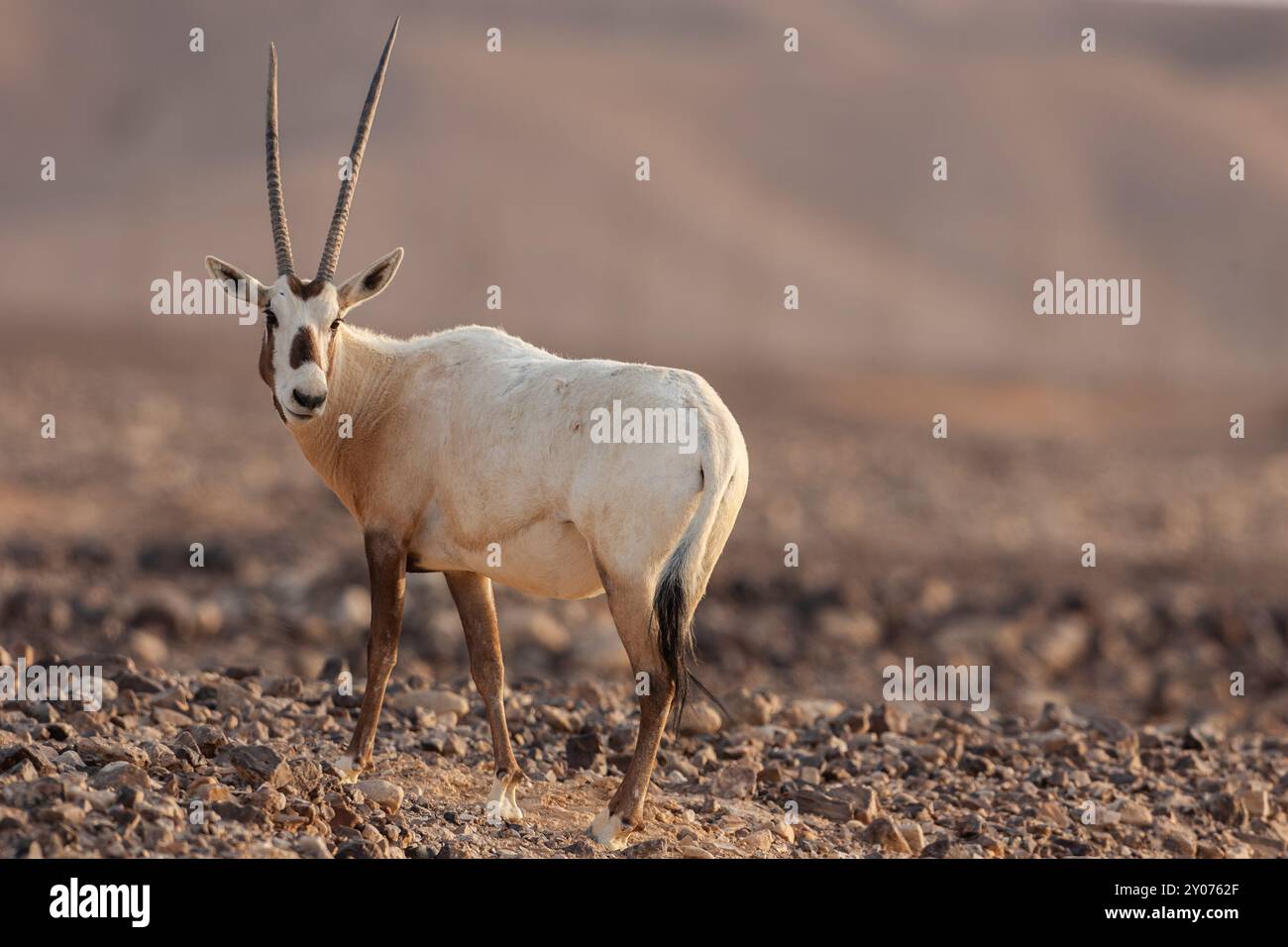 Arabian oryx or white oryx (Oryx leucoryx Stock Photo - Alamy