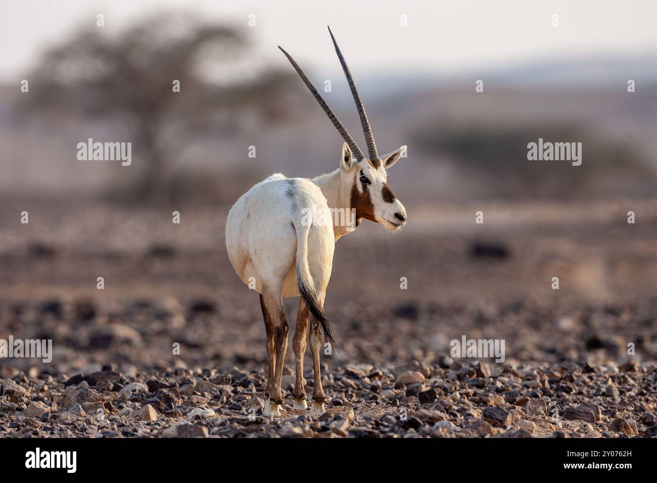 Arabian oryx or white oryx (Oryx leucoryx Stock Photo - Alamy