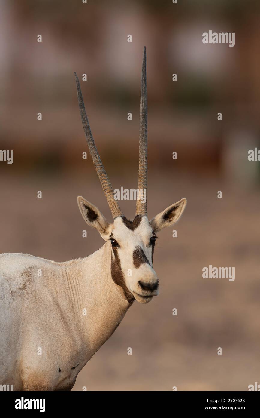Arabian oryx or white oryx (Oryx leucoryx Stock Photo - Alamy