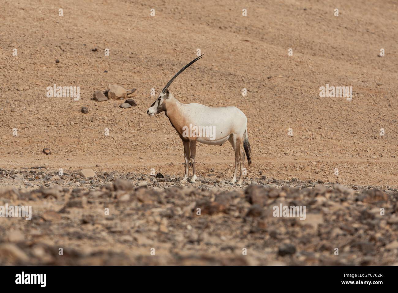 Arabian oryx or white oryx (Oryx leucoryx Stock Photo - Alamy