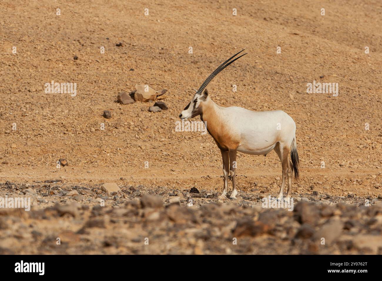 Arabian oryx or white oryx (Oryx leucoryx Stock Photo - Alamy