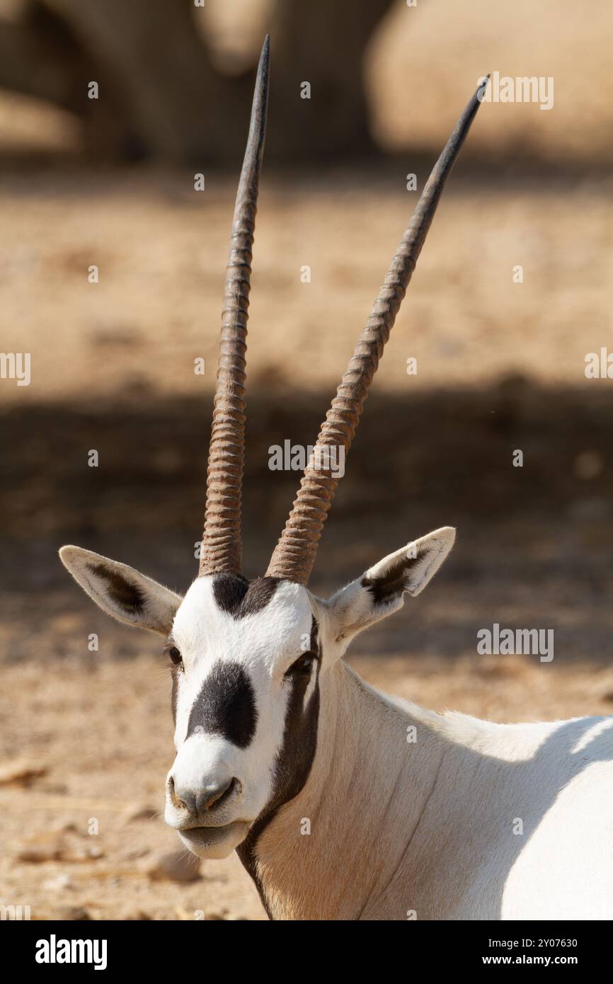 Arabian oryx reintroduction hi-res stock photography and images - Alamy