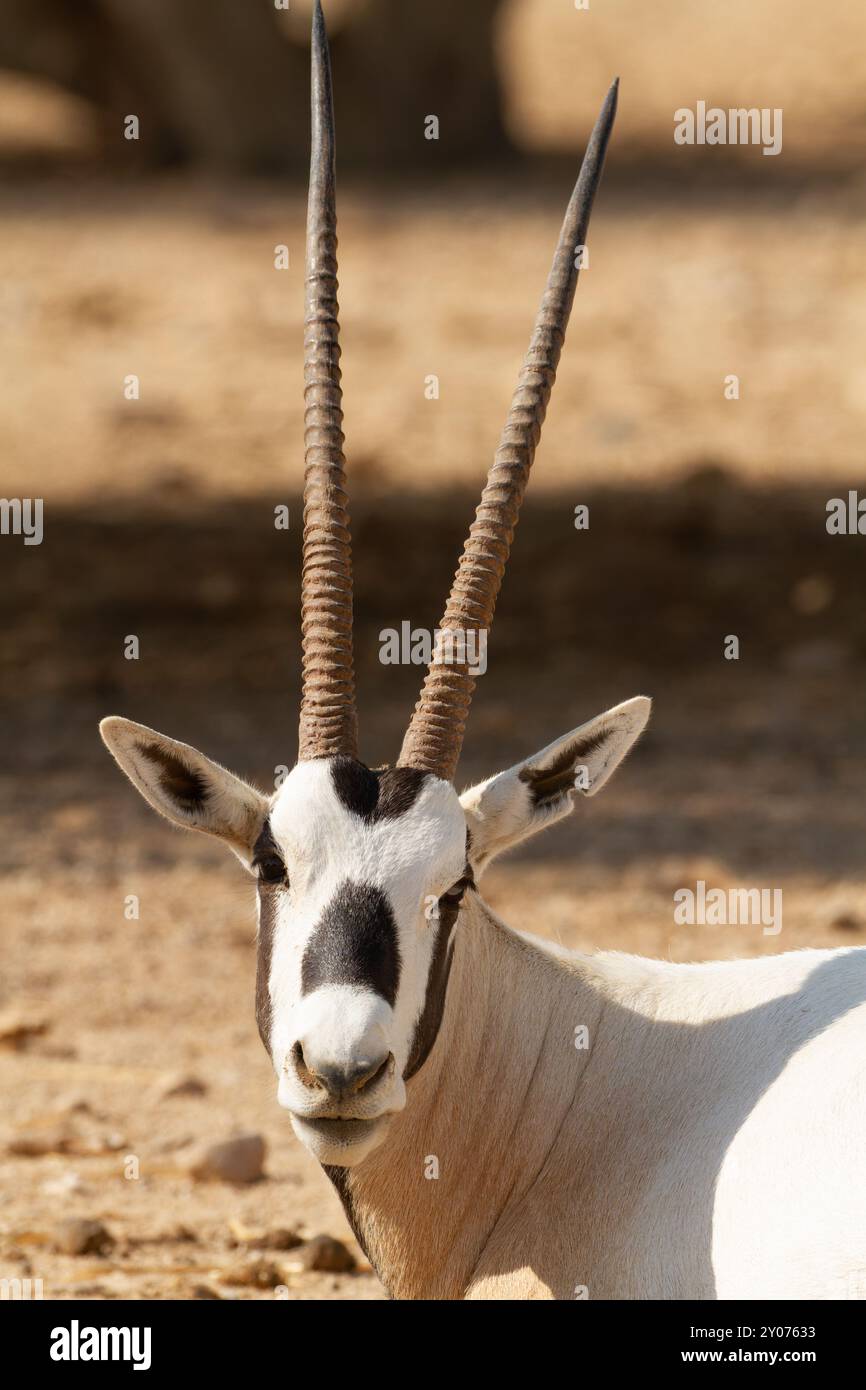 Arabian oryx or white oryx (Oryx leucoryx Stock Photo - Alamy