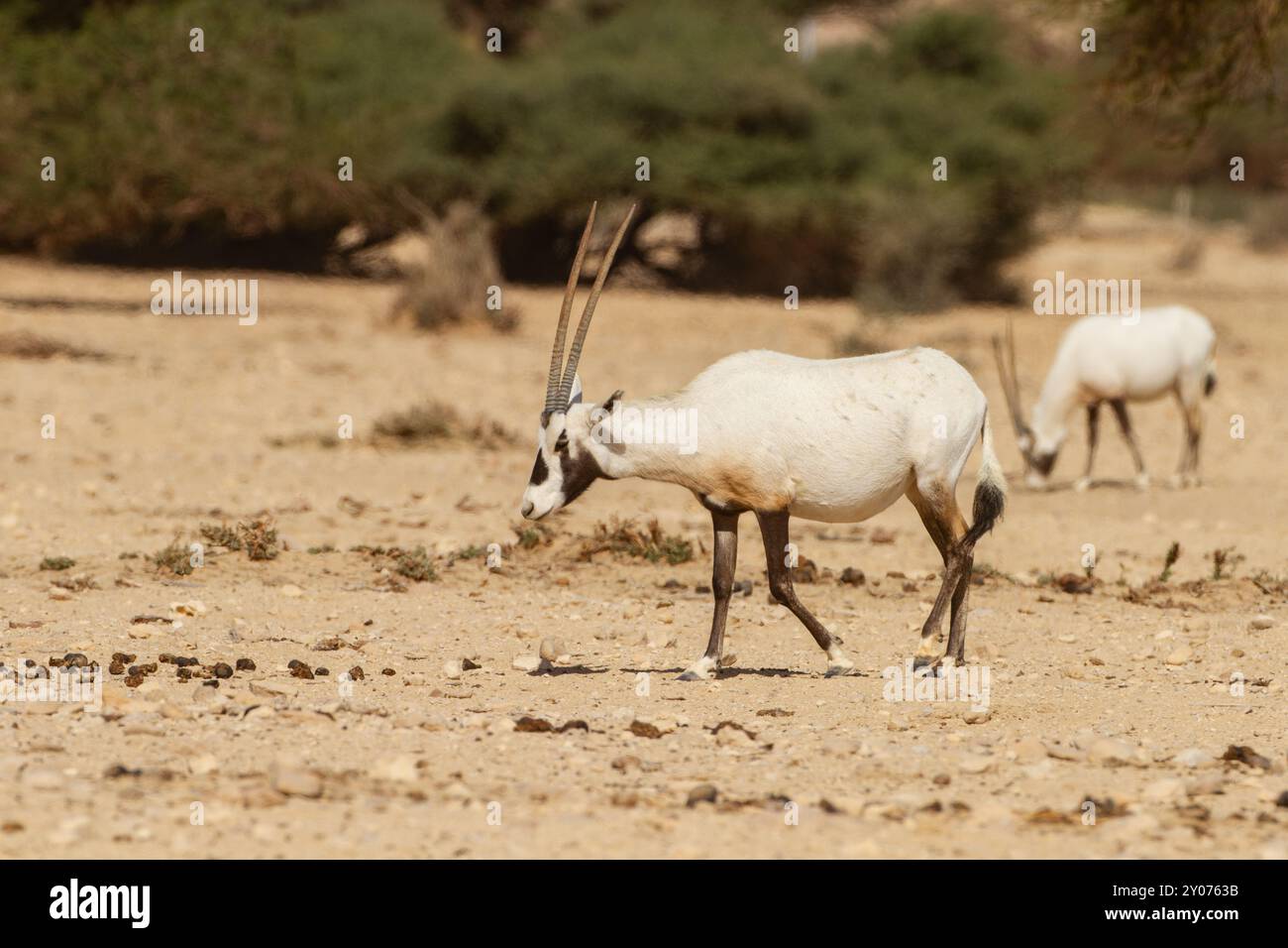 Arabian oryx or white oryx (Oryx leucoryx Stock Photo - Alamy