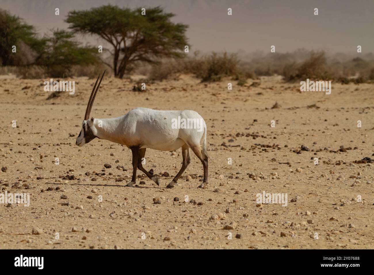 Arabian oryx or white oryx (Oryx leucoryx Stock Photo - Alamy